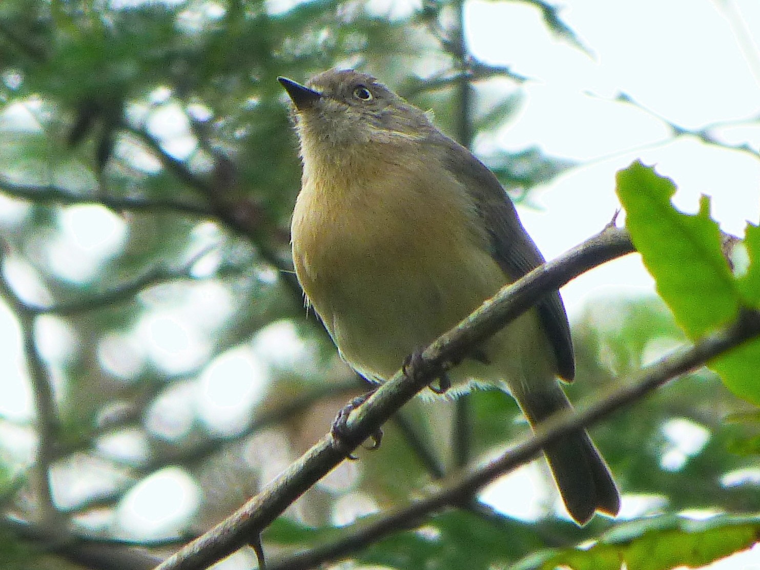 Common Newtonia - eBird