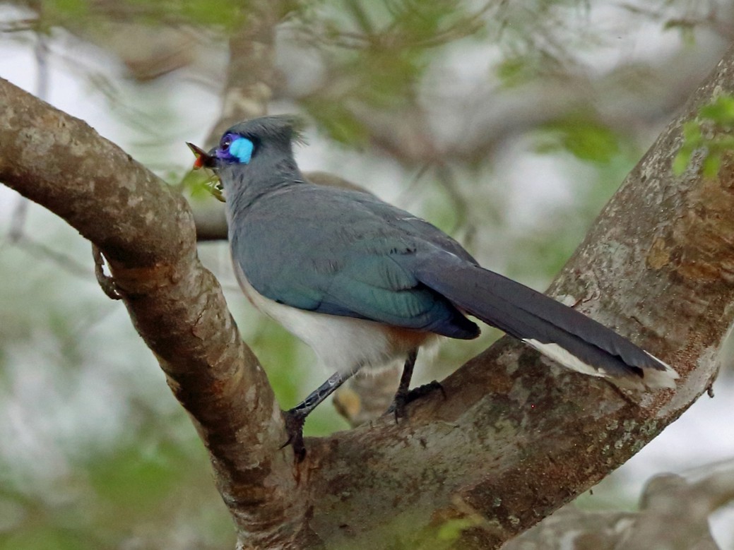 Crested Coua - eBird