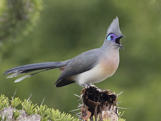 Crested Coua - eBird