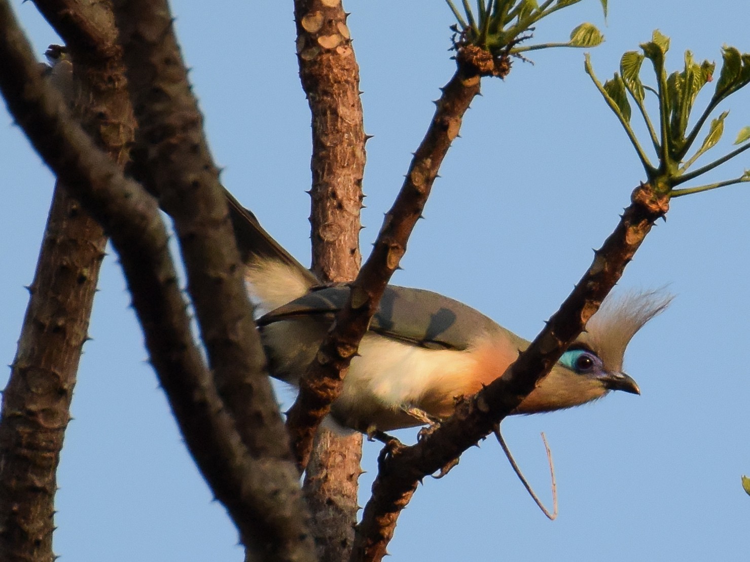 Crested Coua - eBird