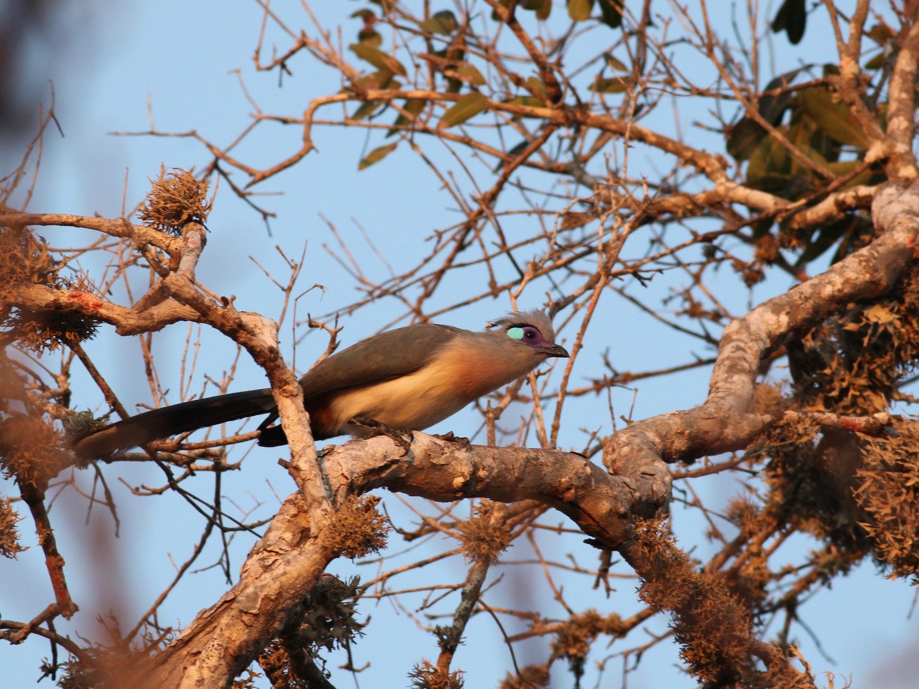 Crested Coua - eBird