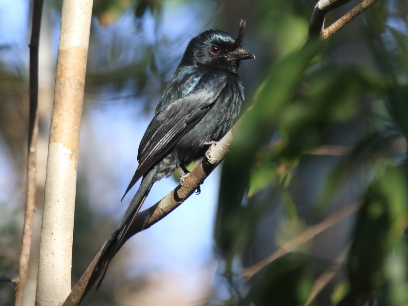 Crested Drongo - eBird