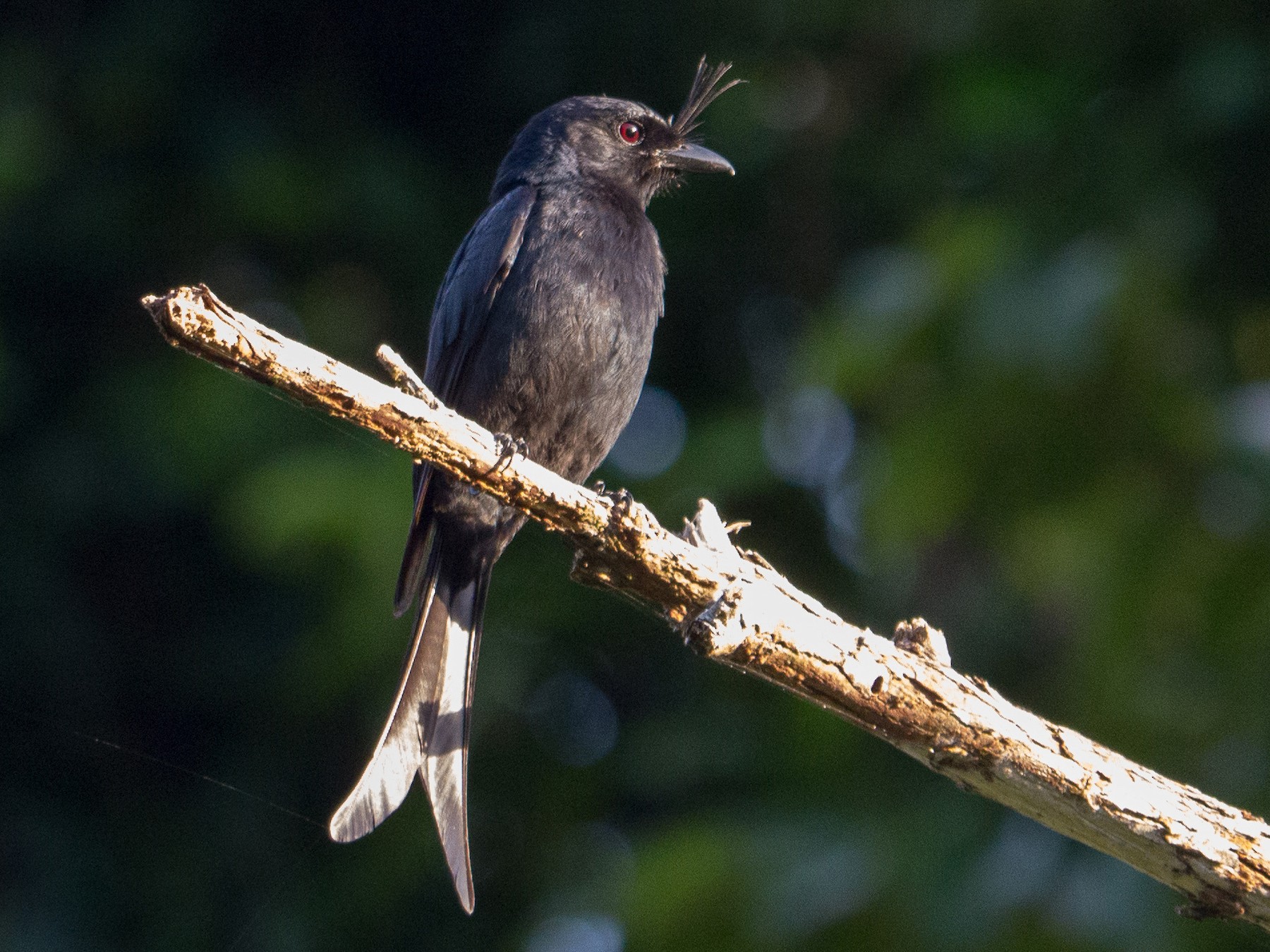 Crested Drongo - eBird