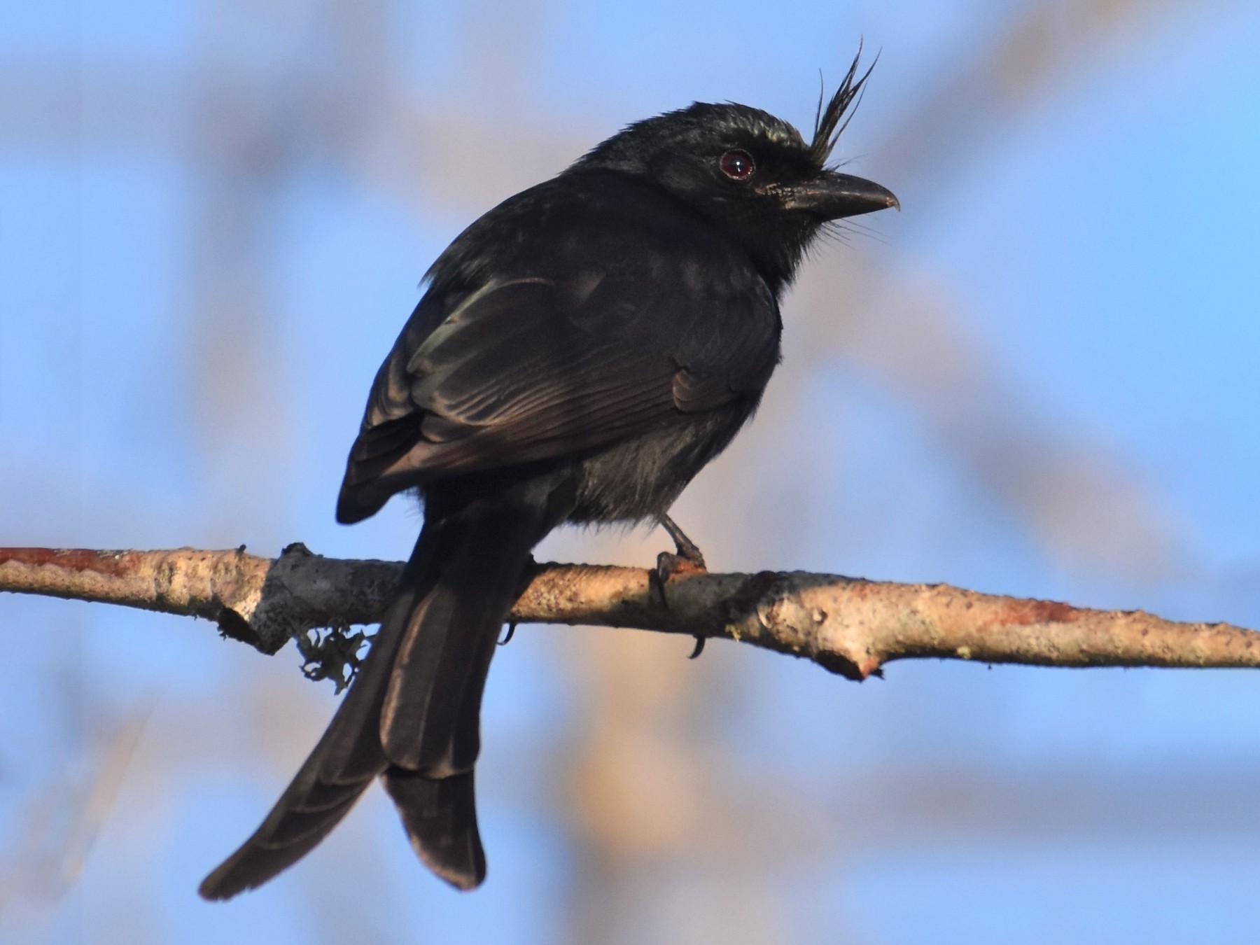 Crested Drongo - eBird
