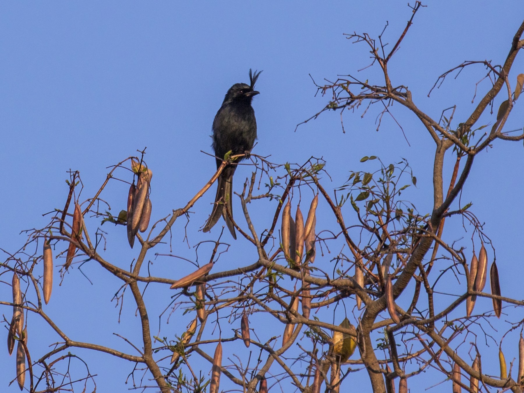 Crested Drongo - eBird