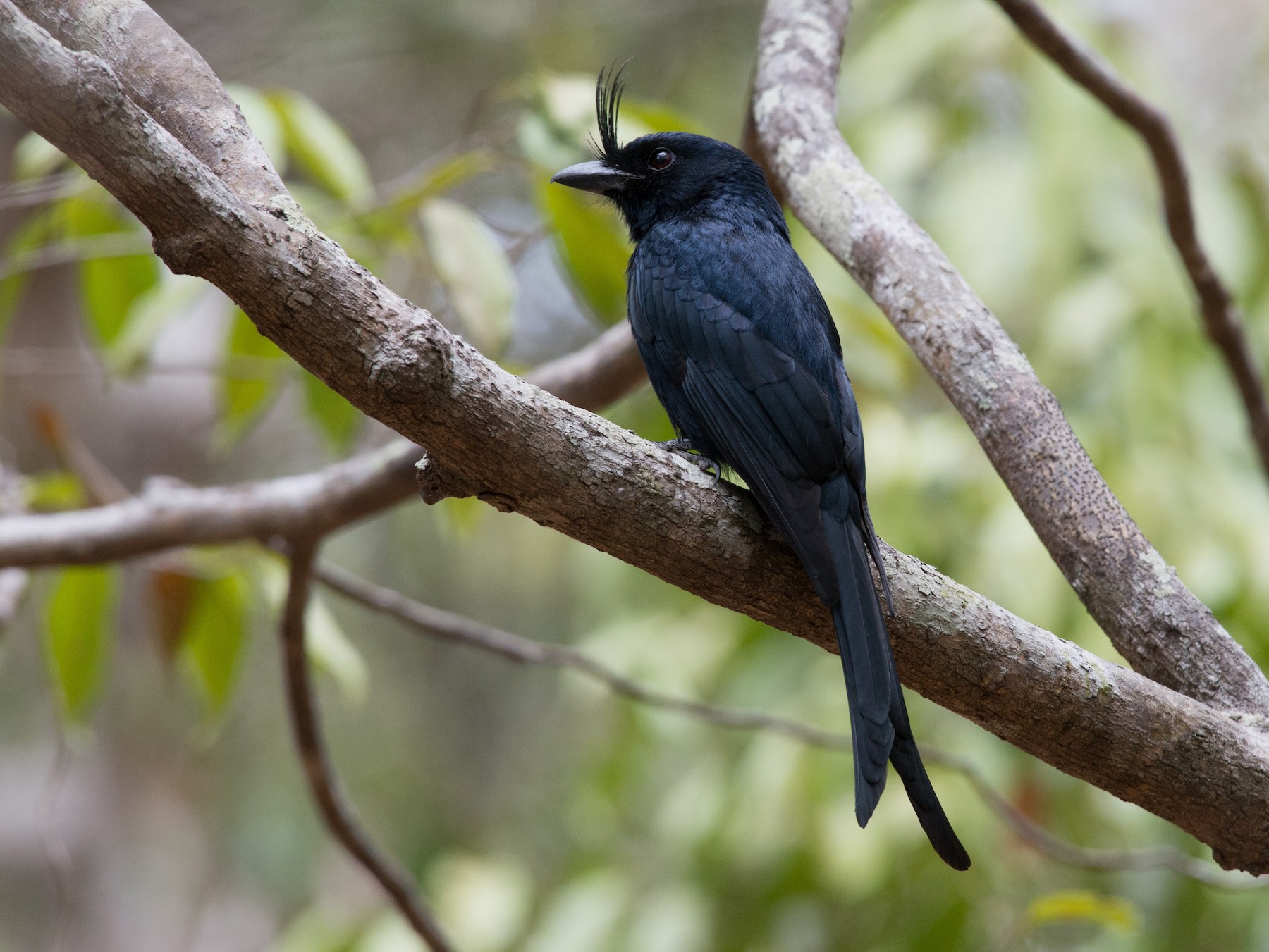 Crested Drongo - eBird