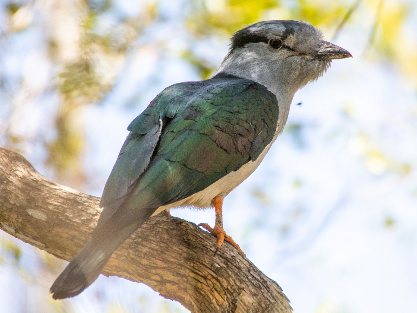 Cuckoo-roller - eBird