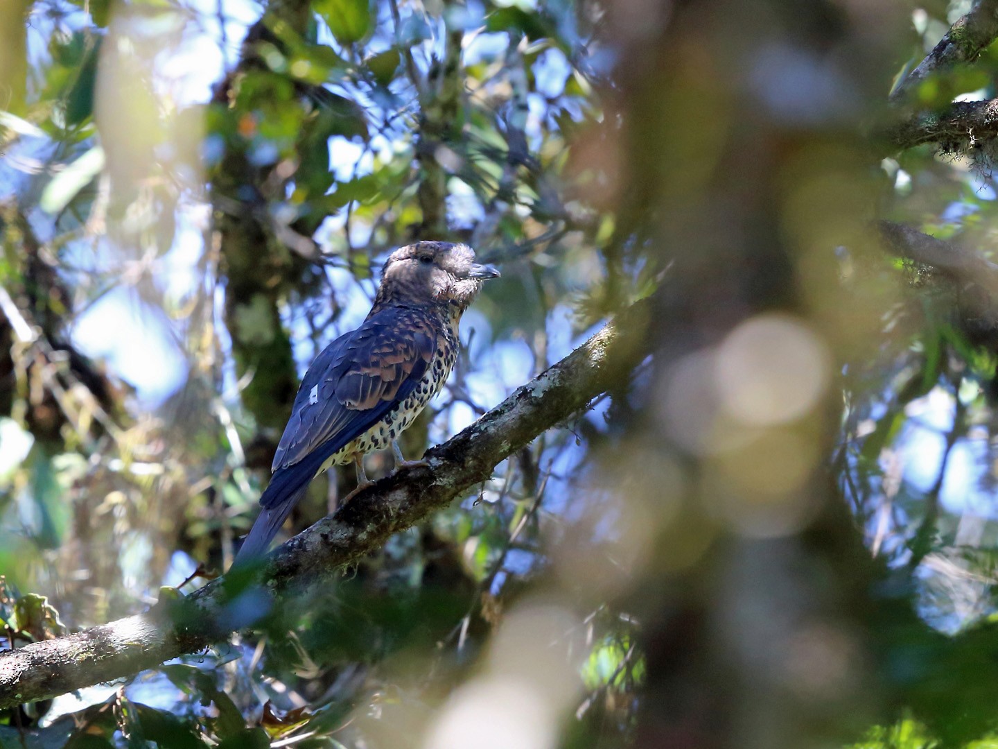 Carraca Curol - eBird