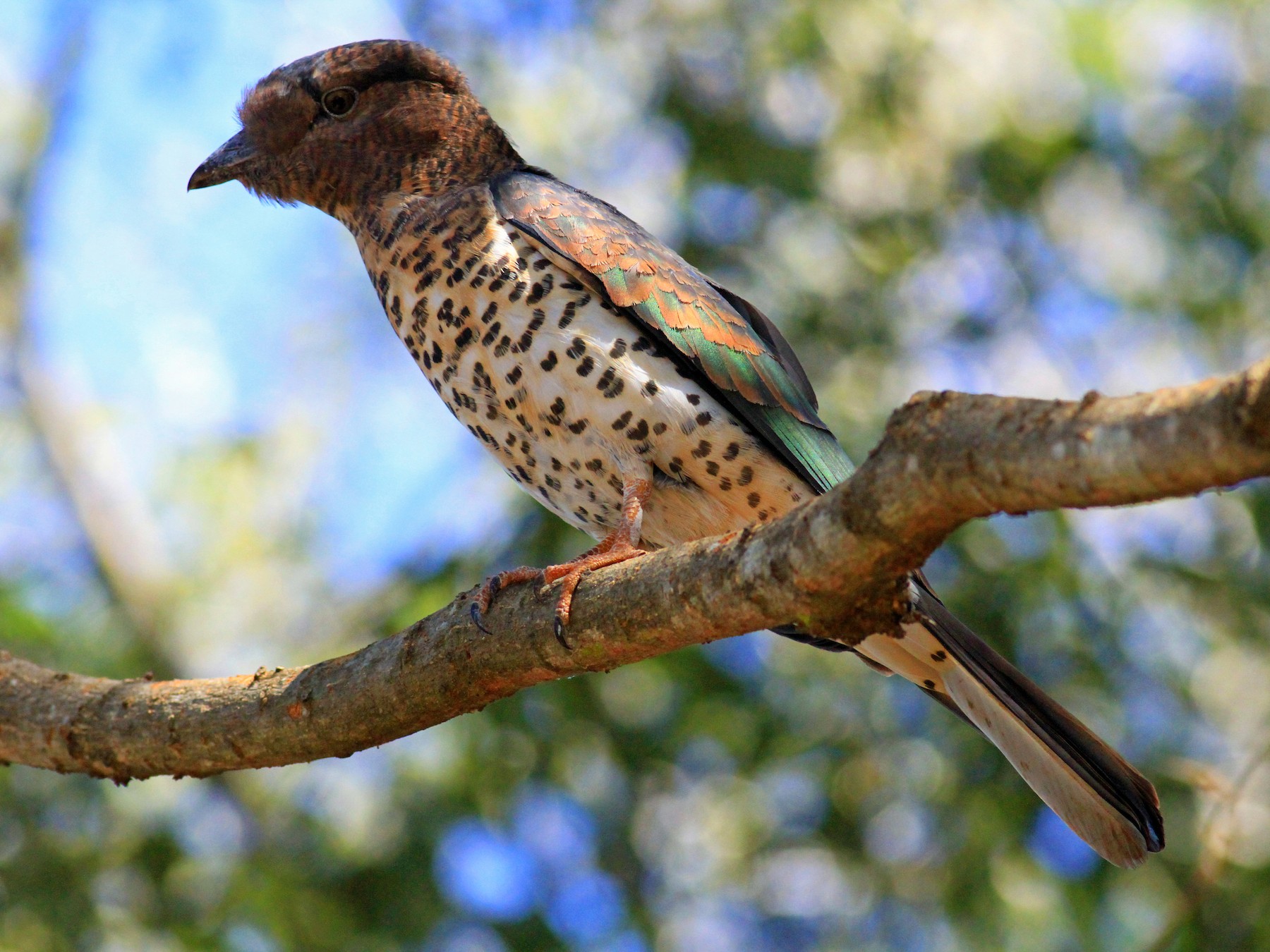 Cuckoo-roller - eBird