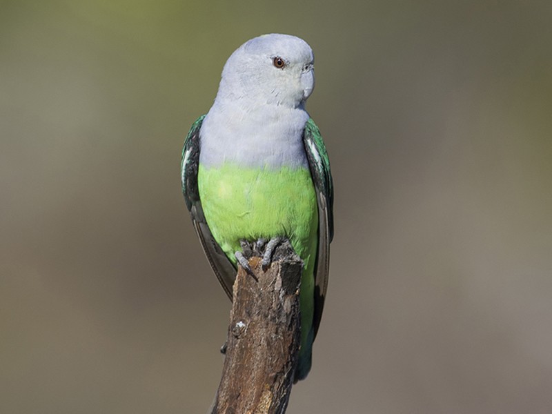 Gray-headed Lovebird - eBird