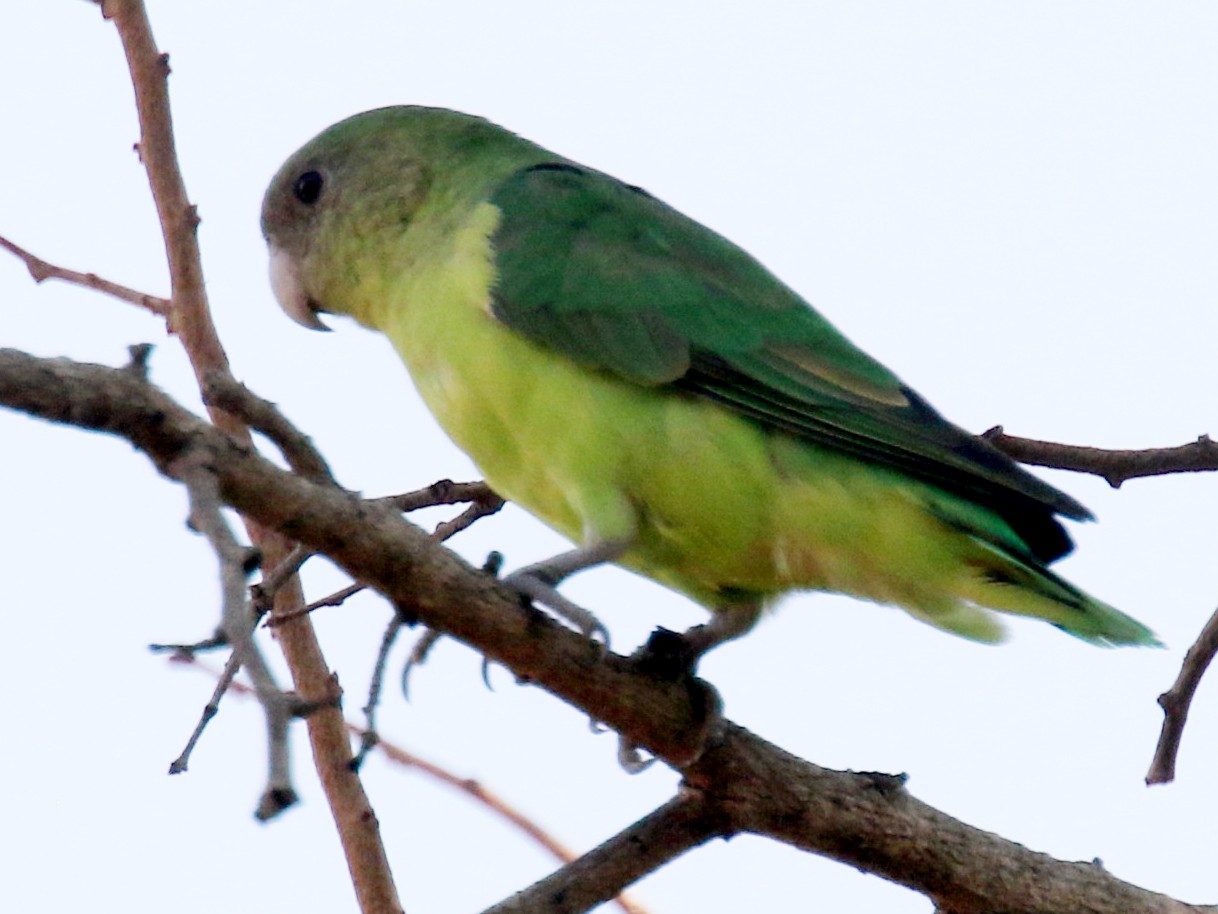 Gray-headed Lovebird - eBird