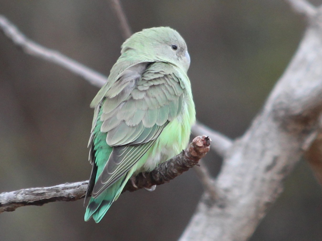 Gray-headed Lovebird - eBird