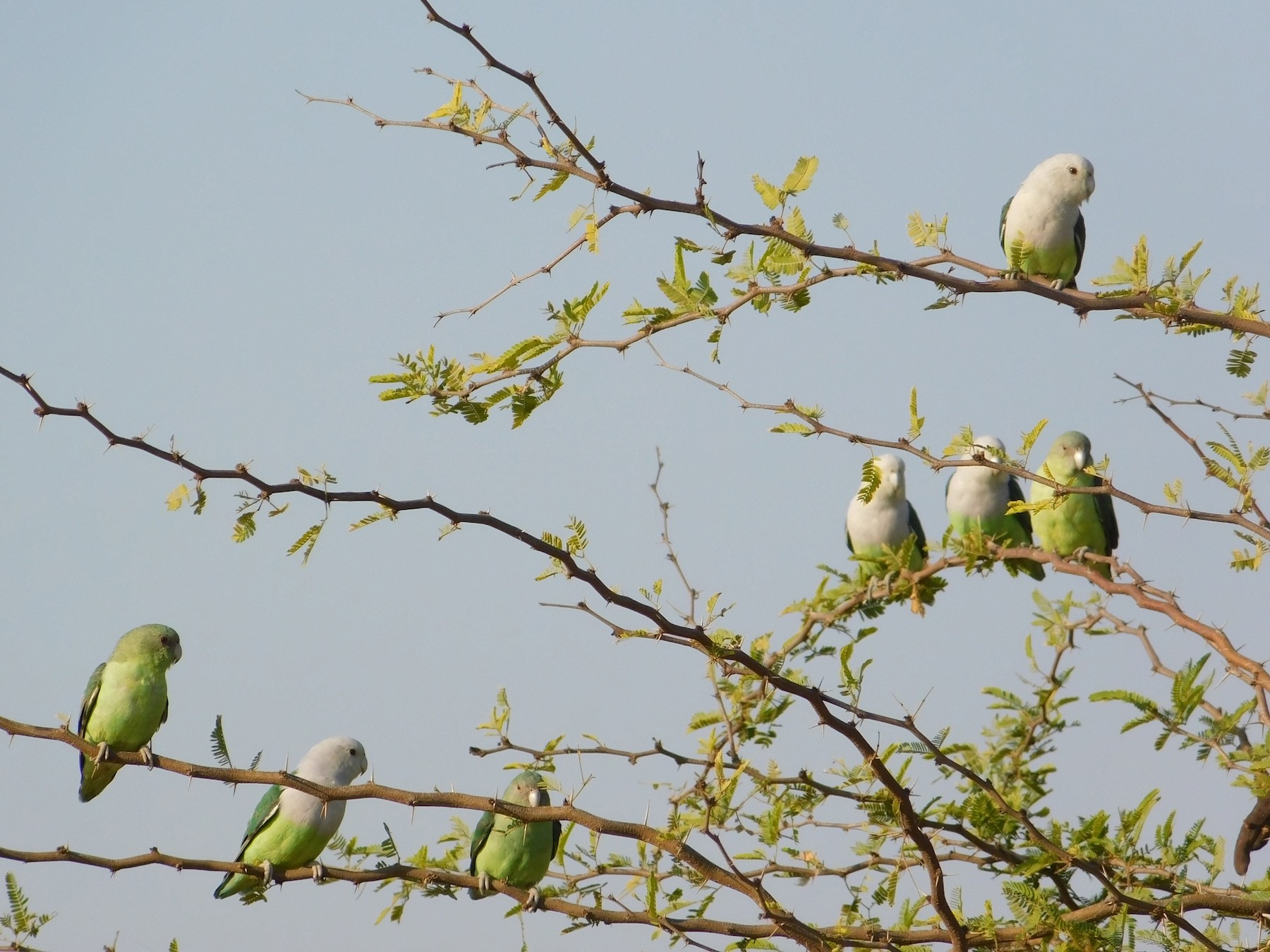 Grey-headed Lovebird - eBird