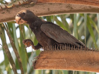 Greater Vasa Parrot - eBird
