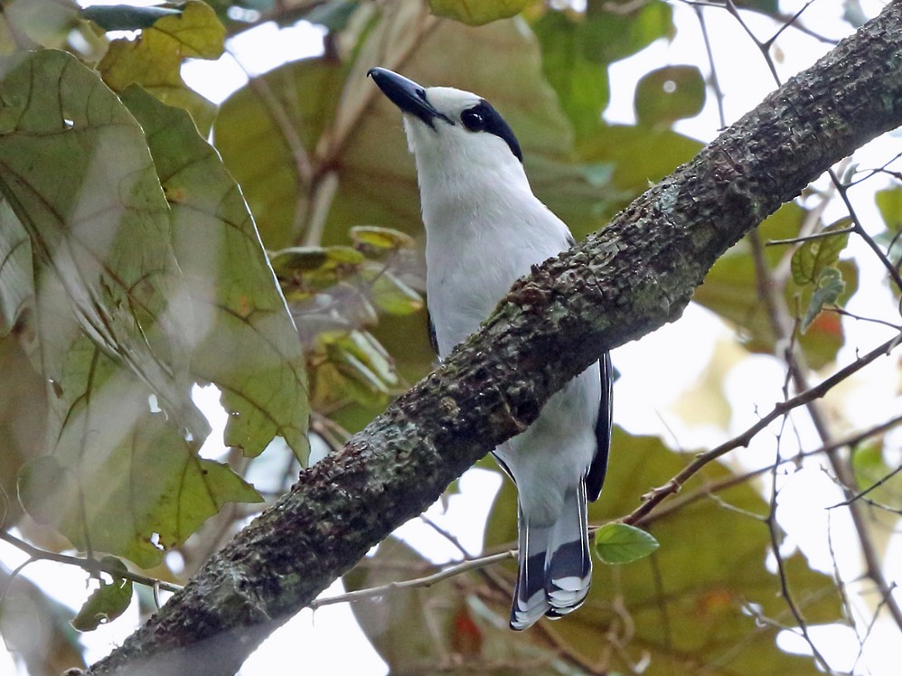 Hook-billed Vanga - eBird
