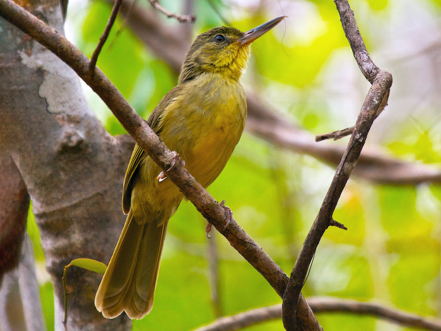 Long-billed Bernieria - eBird