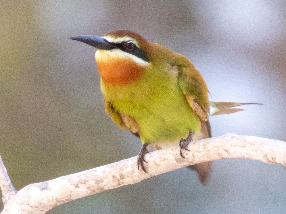 Olive Bee-eater - eBird