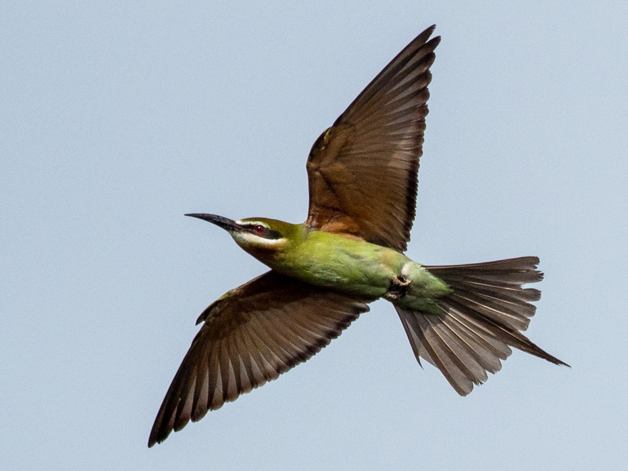 Olive Bee-eater - eBird