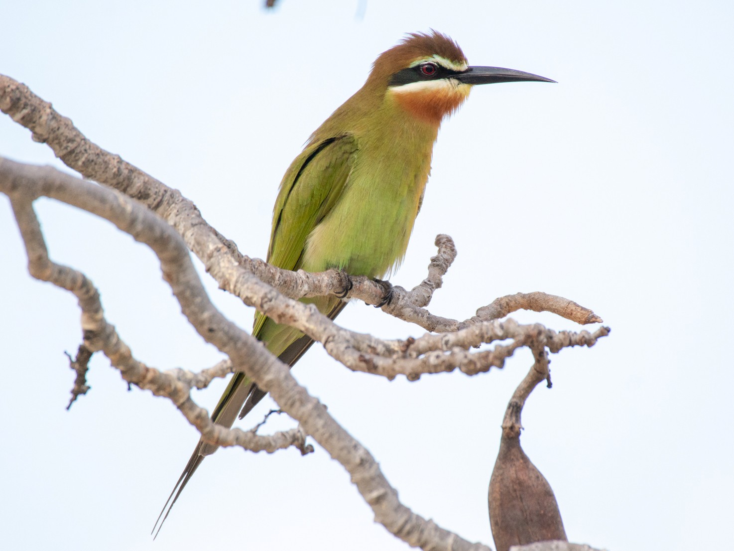 Olive Bee-eater - eBird