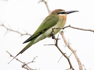 Olive Bee-eater - eBird