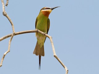 Olive Bee-eater - eBird