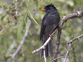 Malagasy Bulbul - eBird