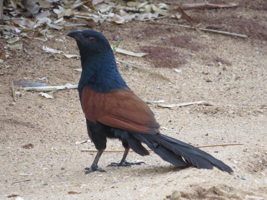 Malagasy Coucal - eBird