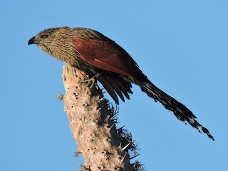 Malagasy Coucal - eBird