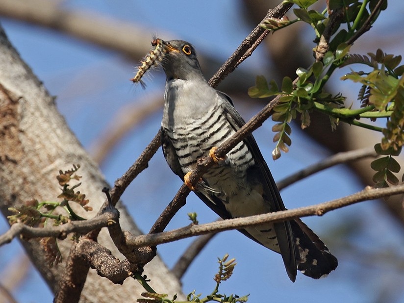 Madagascar Cuckoo - eBird