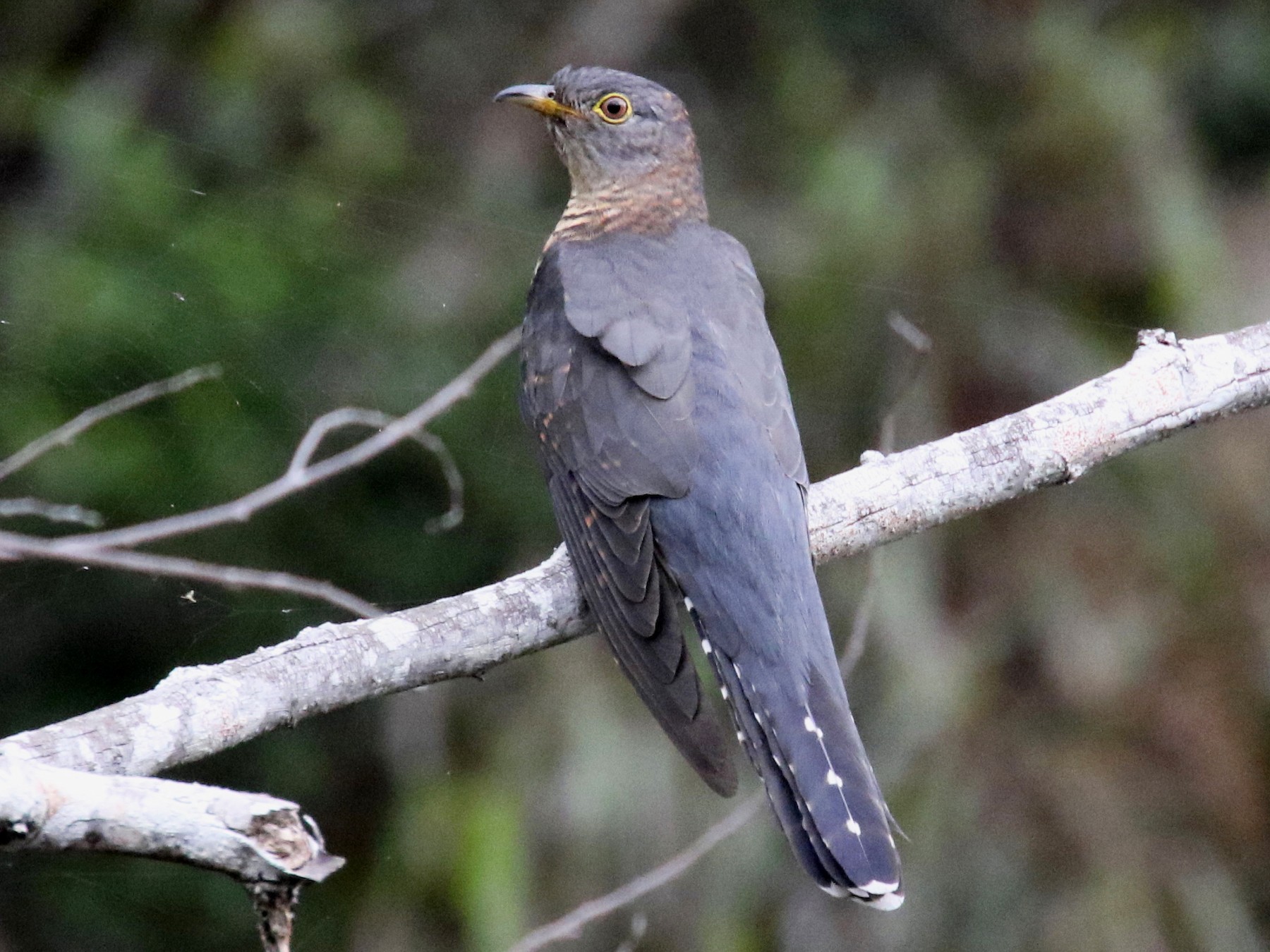 Madagascar Cuckoo - eBird