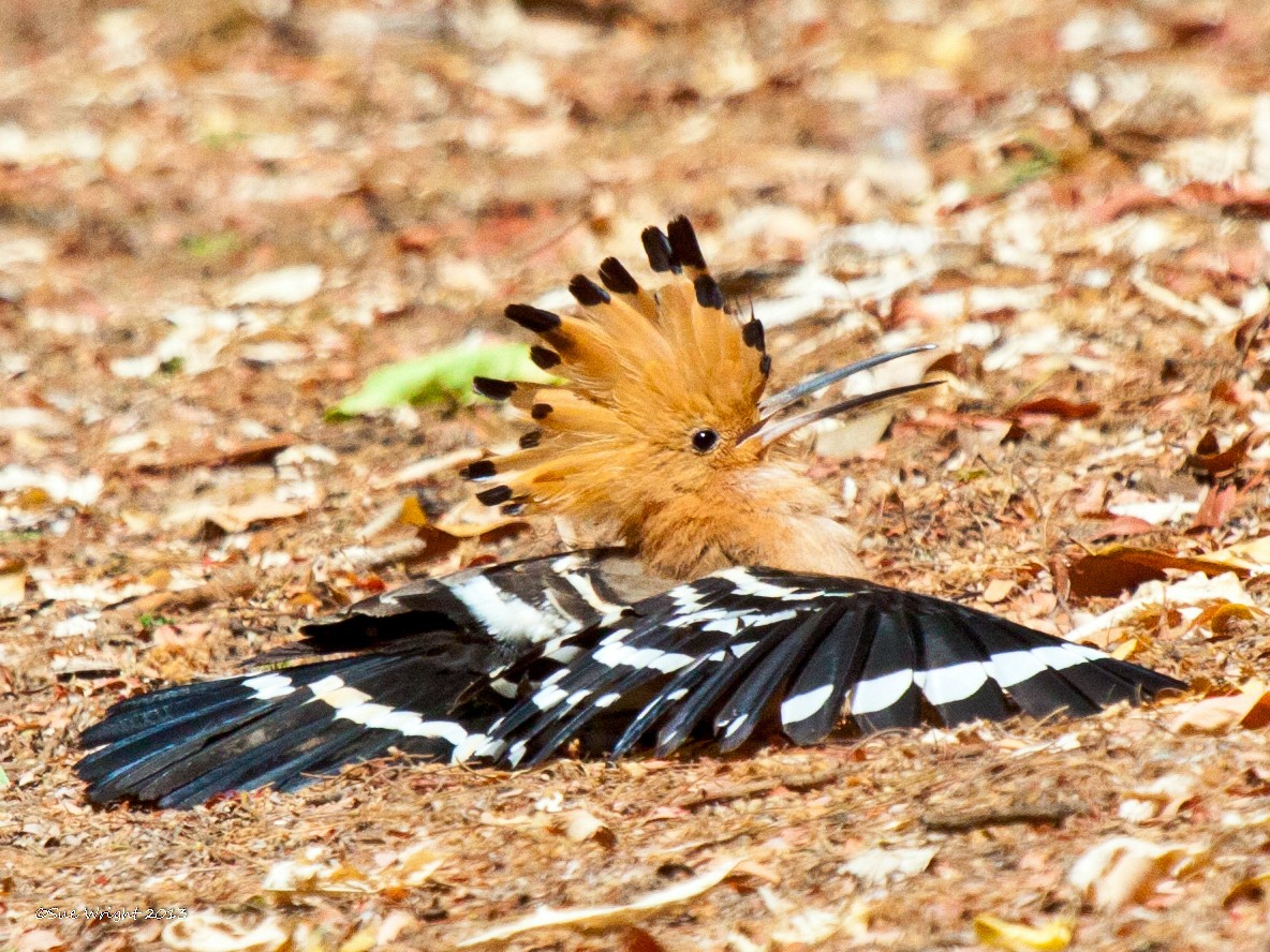 Huppe de Madagascar - eBird