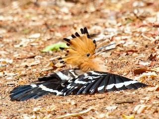 Madagascar Hoopoe - eBird