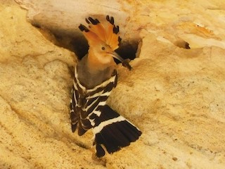 Madagascar Hoopoe - eBird