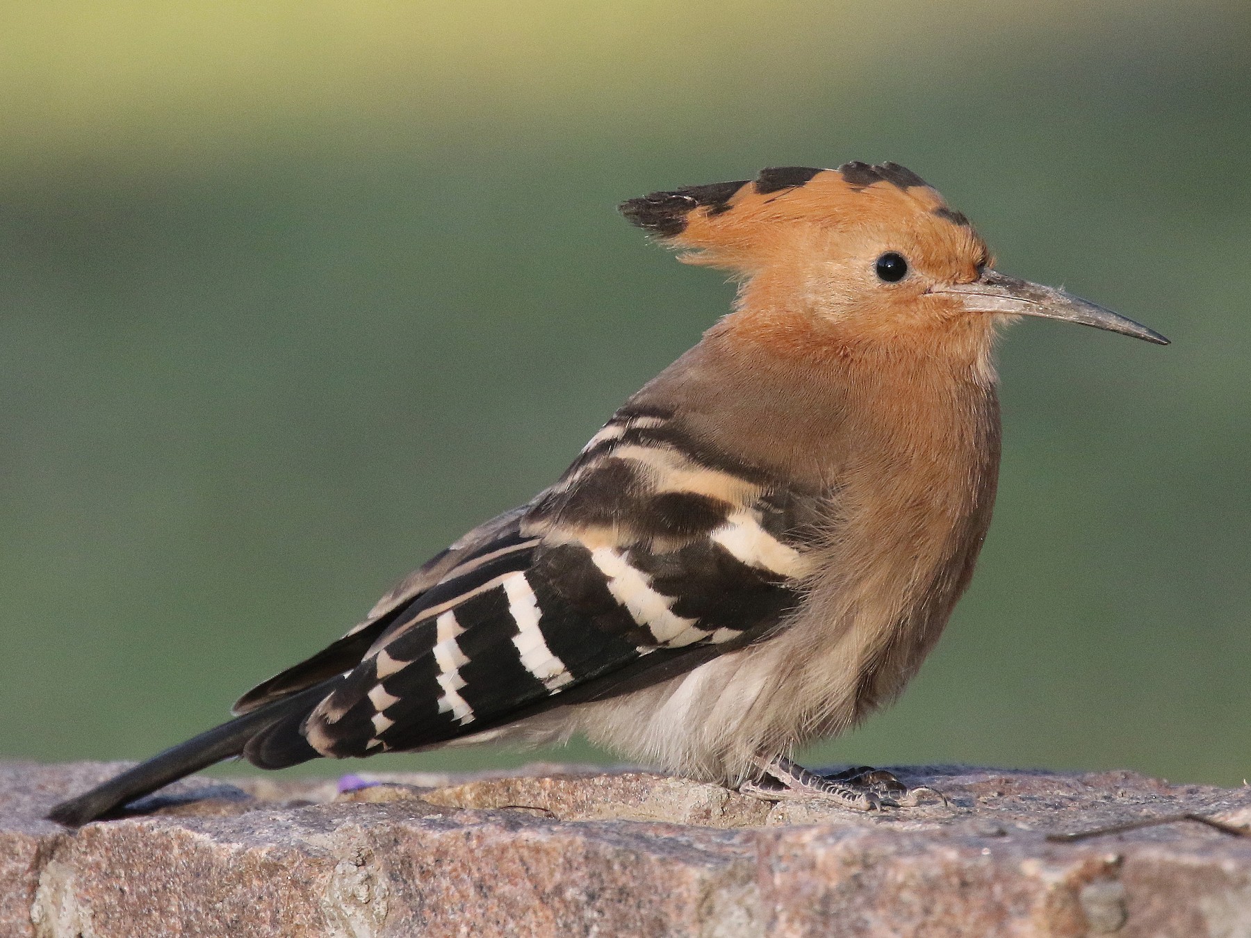 Madagascar Hoopoe - eBird