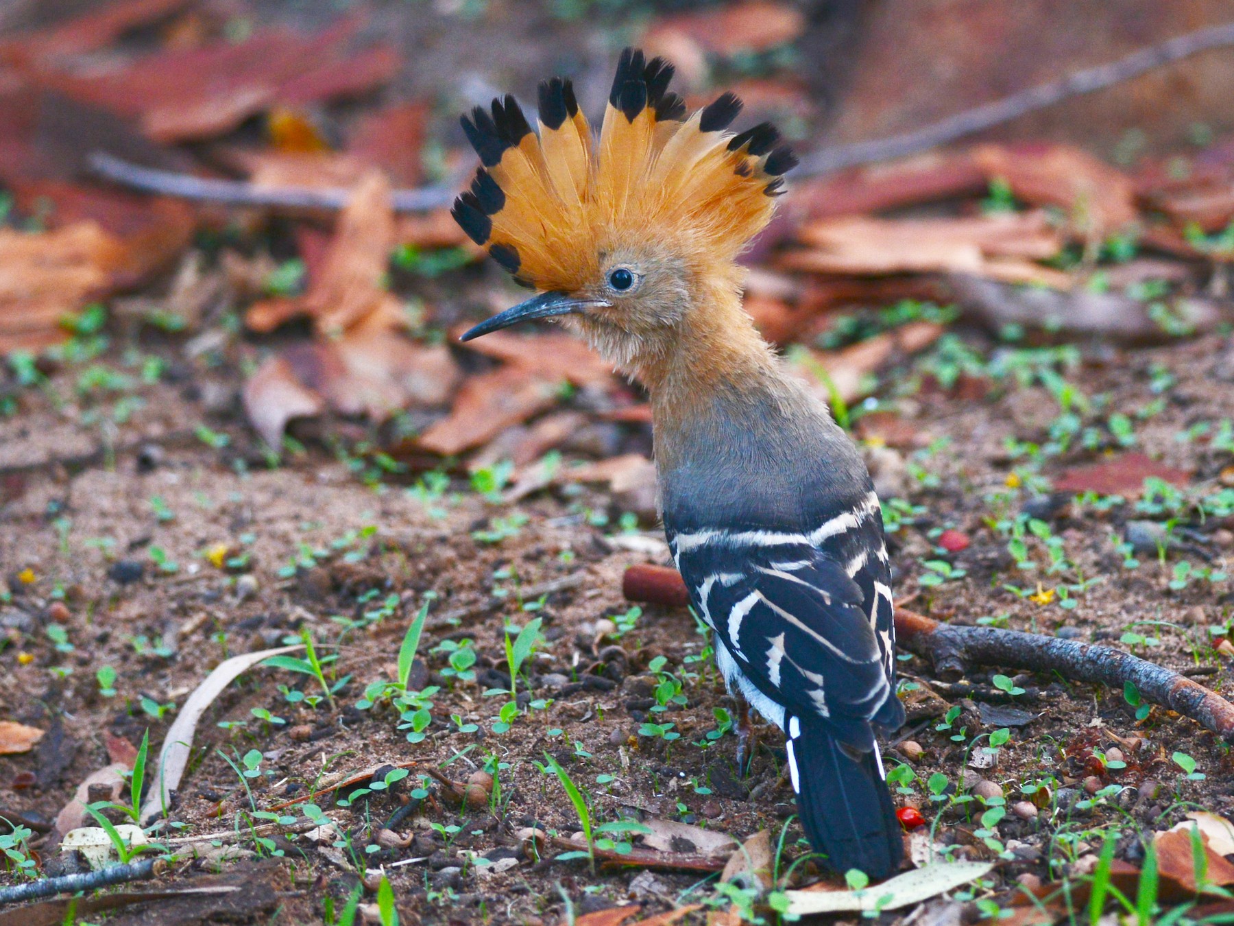 Madagascar Hoopoe - eBird