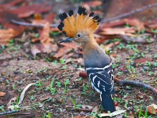 Madagascar Hoopoe - eBird
