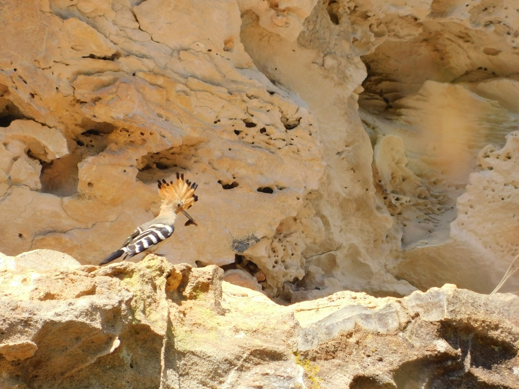 Madagascar Hoopoe - eBird