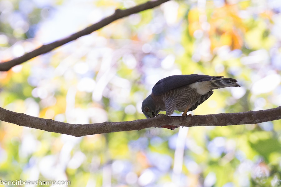 Gray/Gray-lined Hawk - eBird