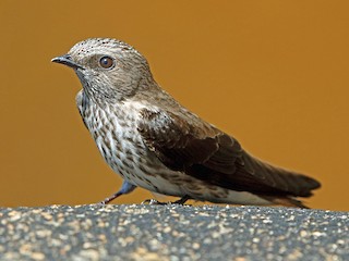 Mascarene Martin - eBird