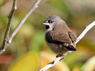Madagascar Munia - eBird