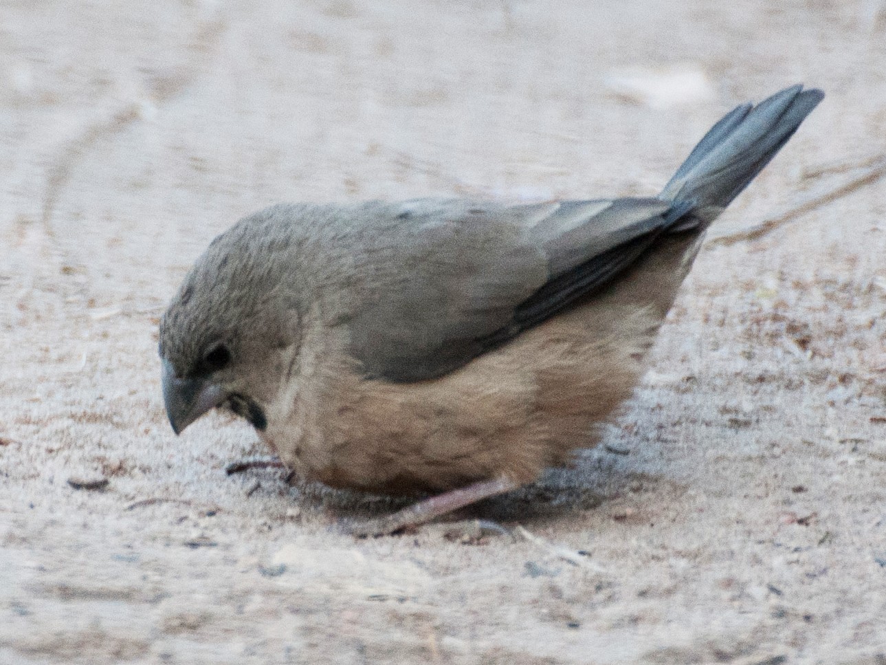 Madagascar Munia - eBird