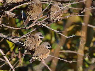 Madagascar Munia - eBird