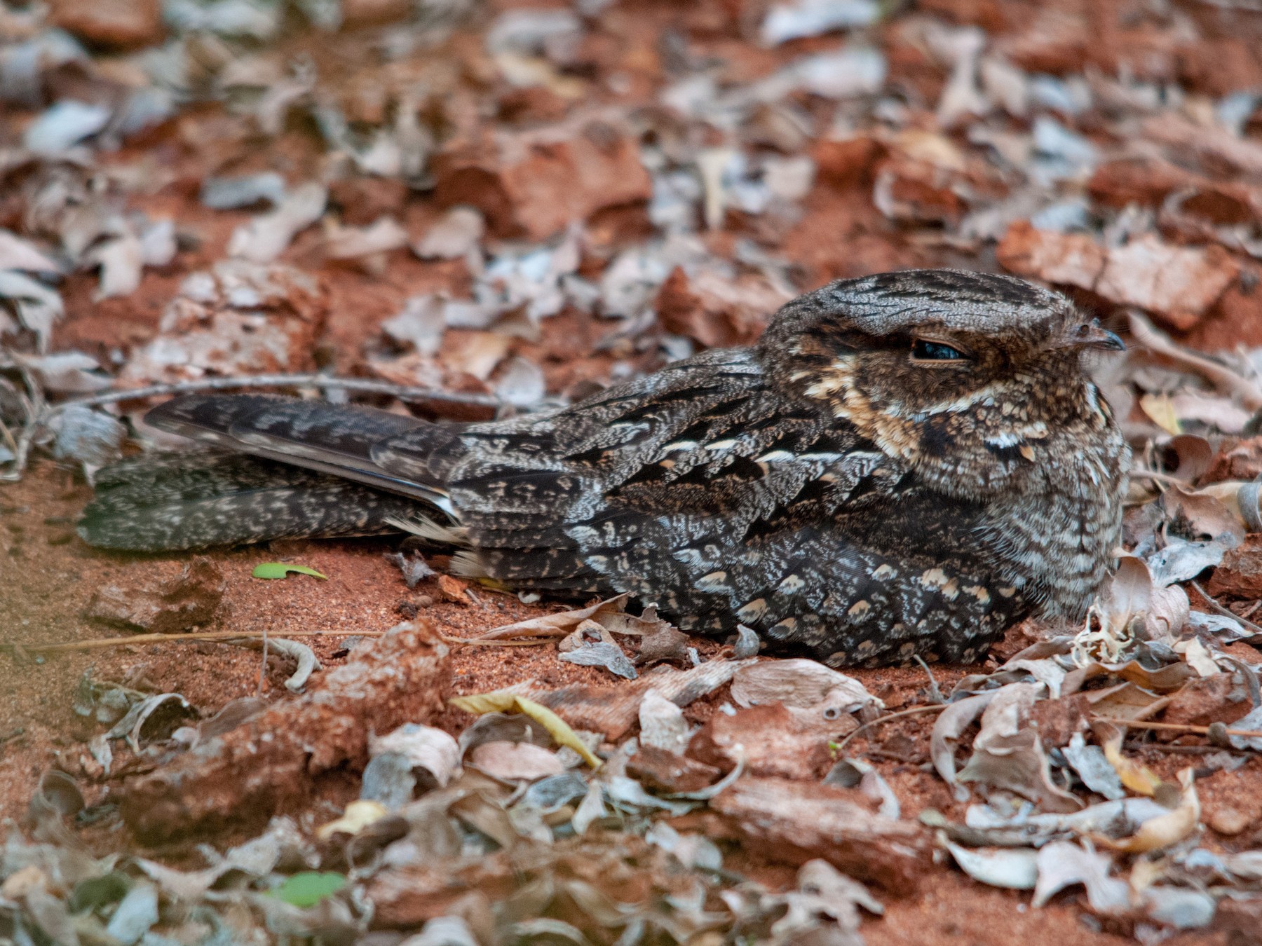 Madagascar Nightjar - eBird