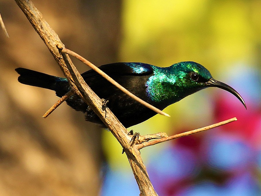 Malagasy Green Sunbird - eBird