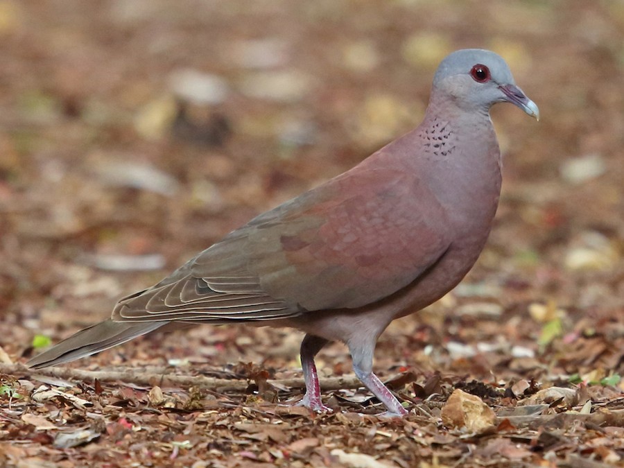 Malagasy Turtle-Dove - eBird