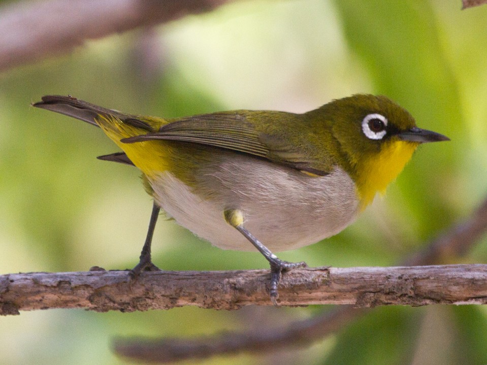 Zostérops malgache - eBird
