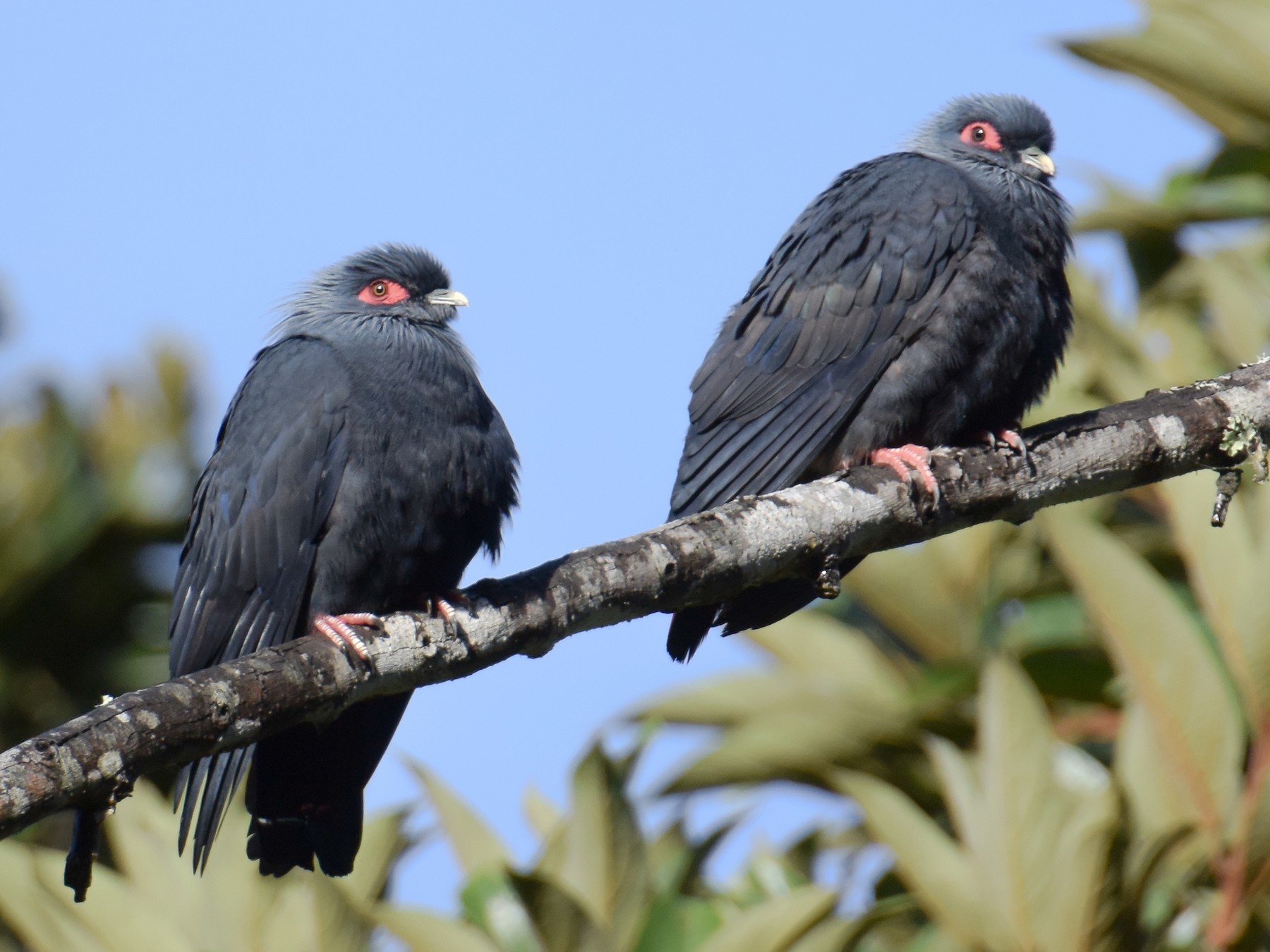Paloma Azul Malgache - eBird