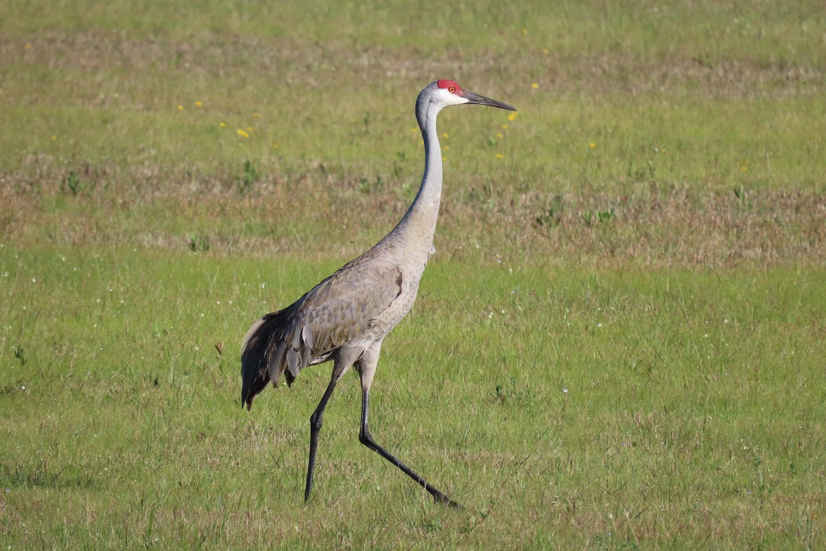 eBird Checklist - 25 Feb 2020 - Okeeheelee Nature Center - 17 species