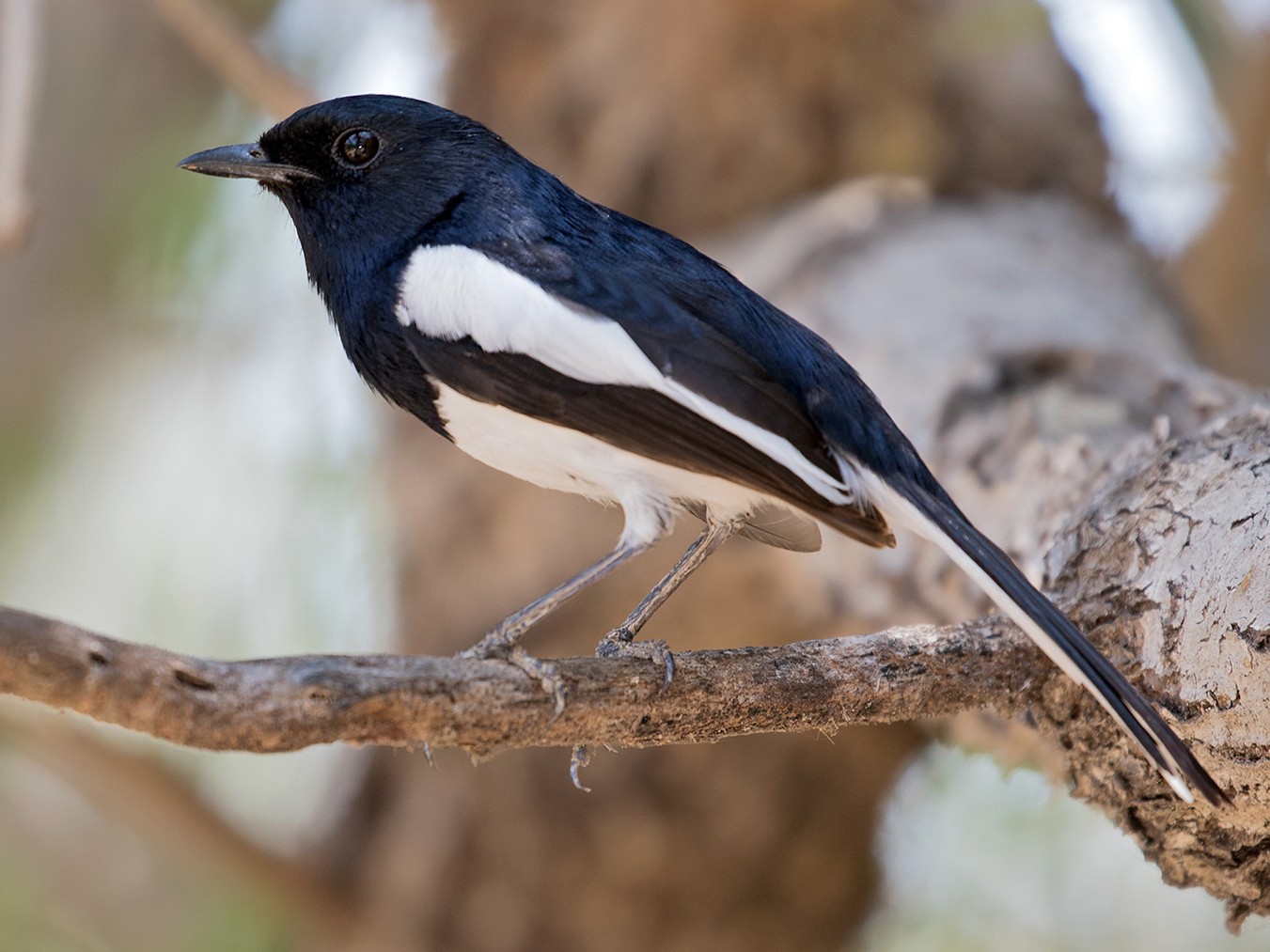 Madagascar Magpie-Robin - eBird