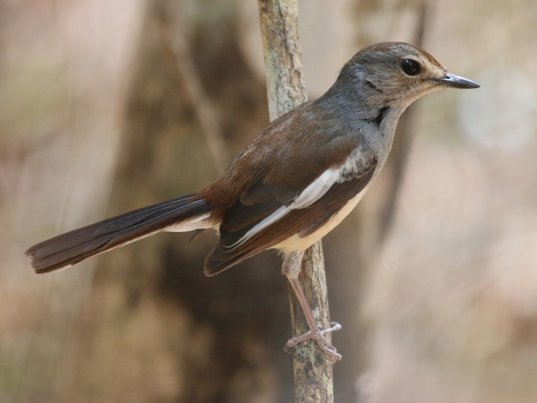 Madagascar Magpie-Robin - eBird